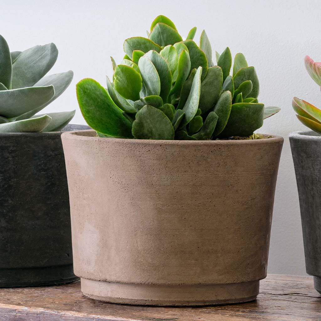 Cloche Wide Lightweight Cast Stone Concrete Terrace Planter – Soothing ...